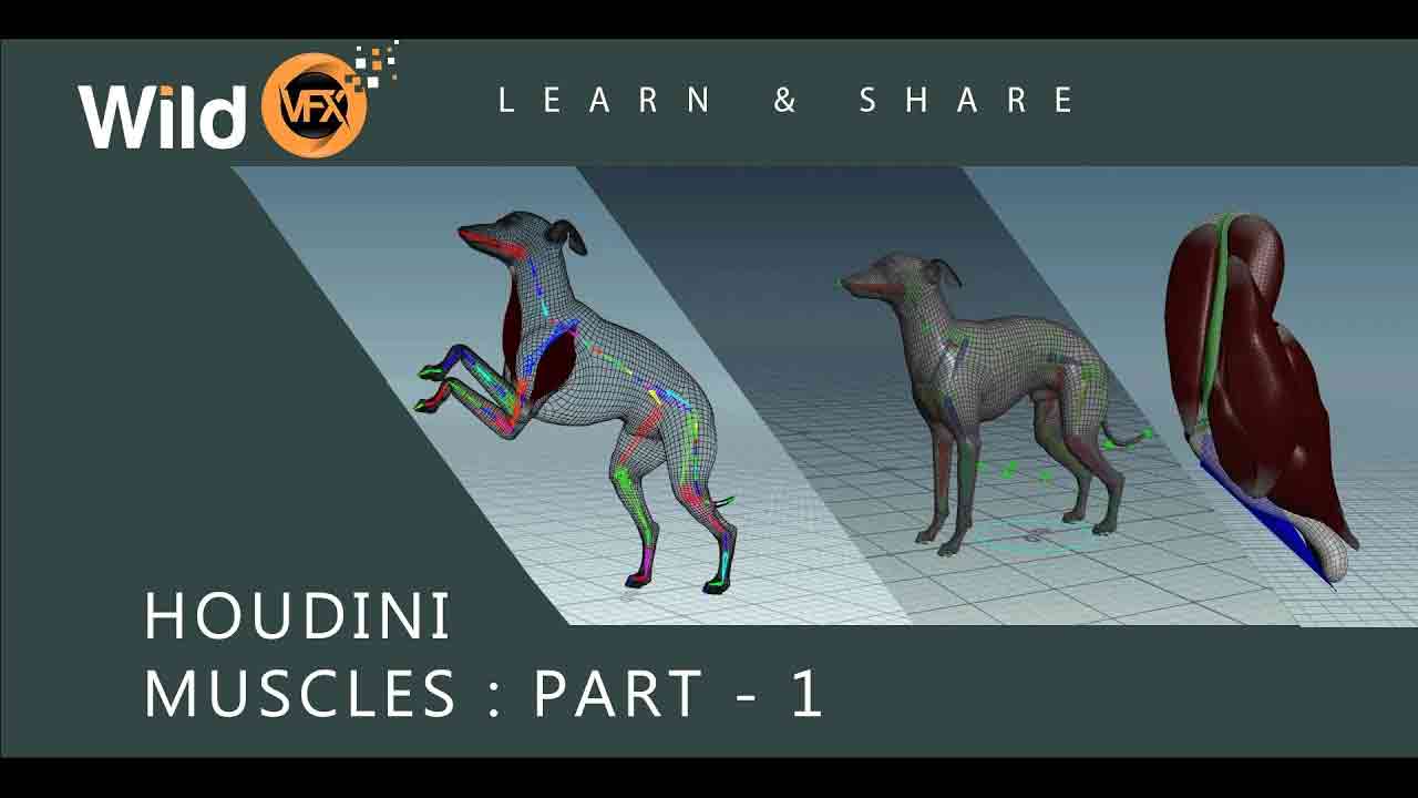 Làm Animation Cho Muscle Nhìn Như Thực #Houdini - chia sẻ bởi Làm Phim ...